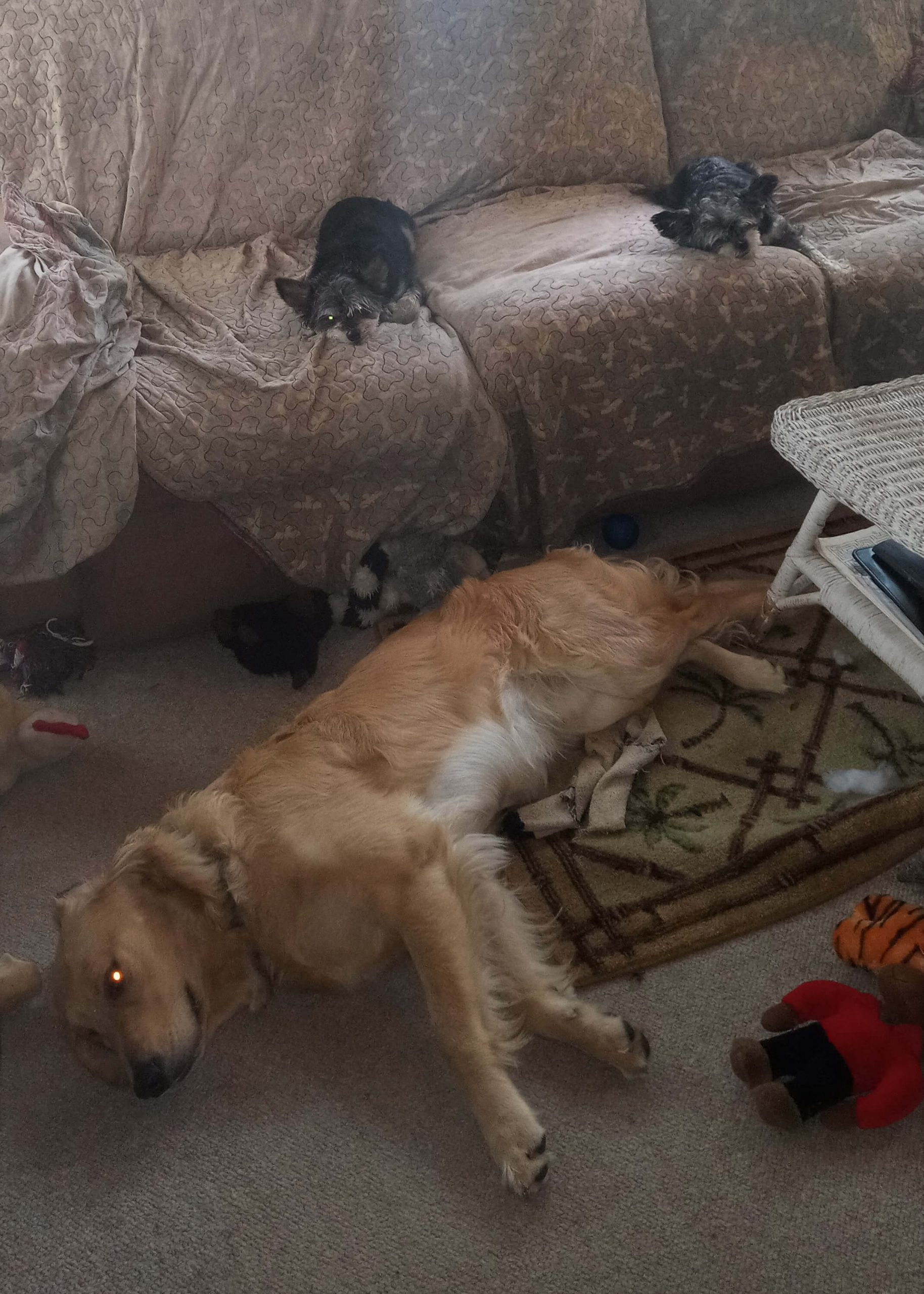Dog Sitting - Suburban Limousine